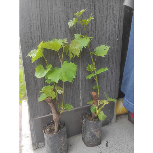 Jual Bibit Anggur Red master (cocok untuk rootstok) | Shopee Indonesia