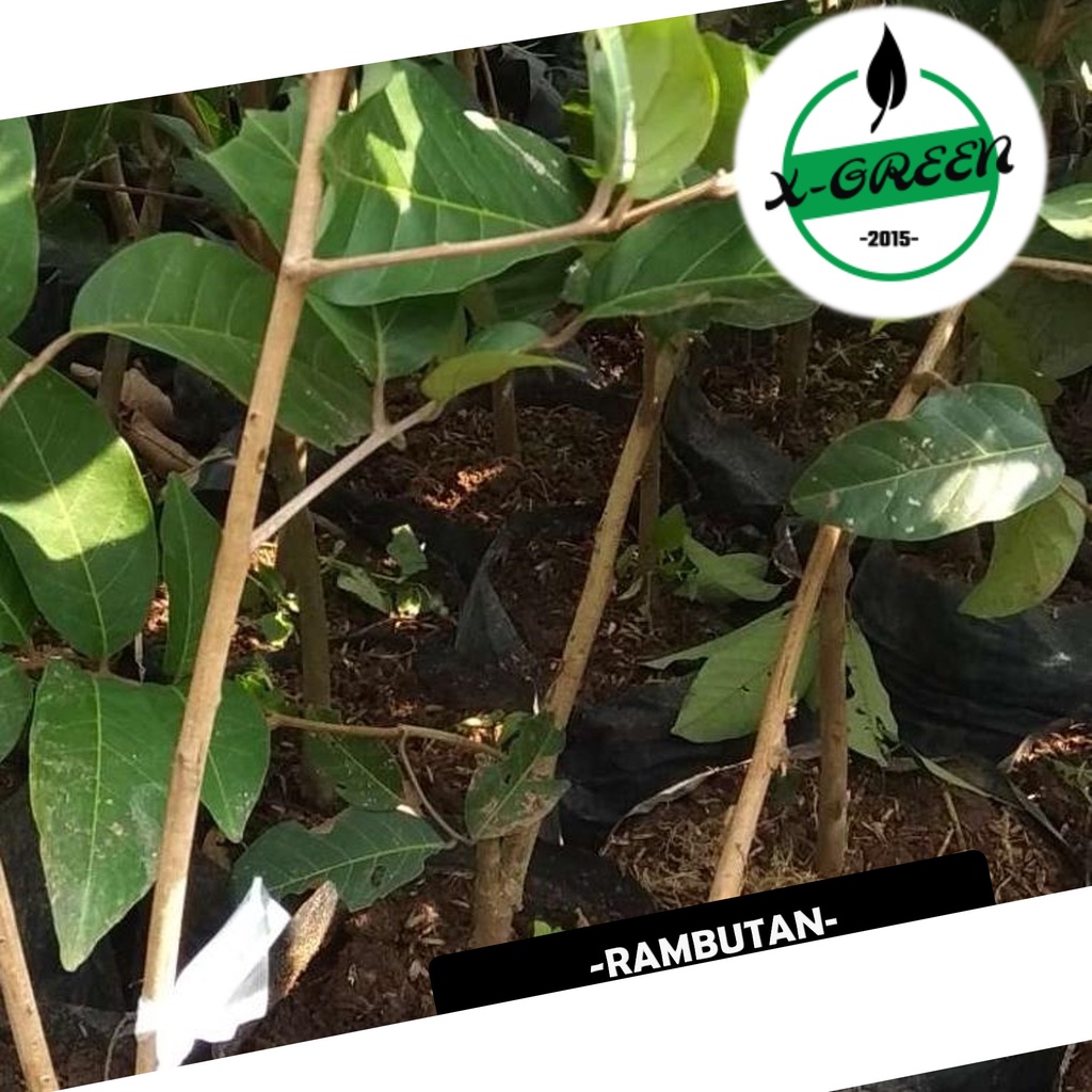 Jual 4 Pohon Rambutan Random - (X-Green) | Shopee Indonesia