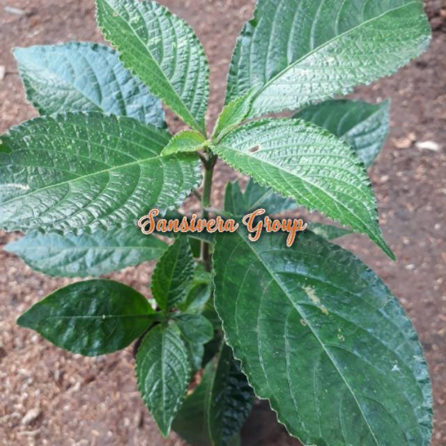 Jual Tanaman Herbal Keji Beling / Pohon Picah Beling / Strobilanthes ...