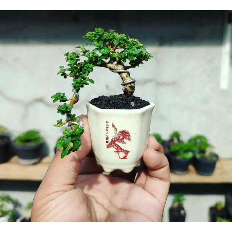 Jual tanaman bonsai mame siap di pajang cantik | Shopee Indonesia