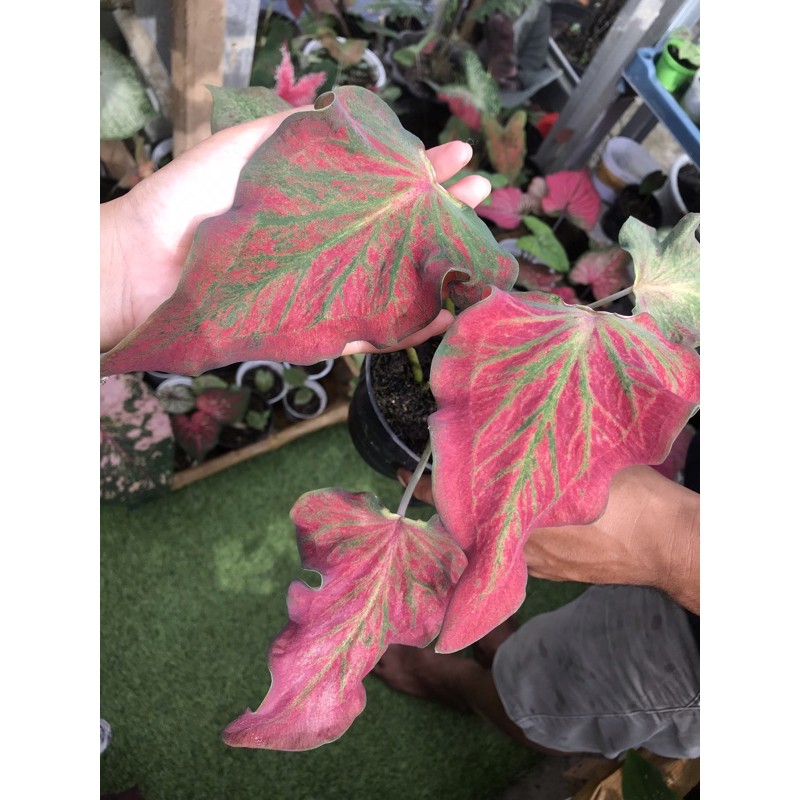 Jual caladium Orange Ramla/ caladium Palagi | Shopee Indonesia