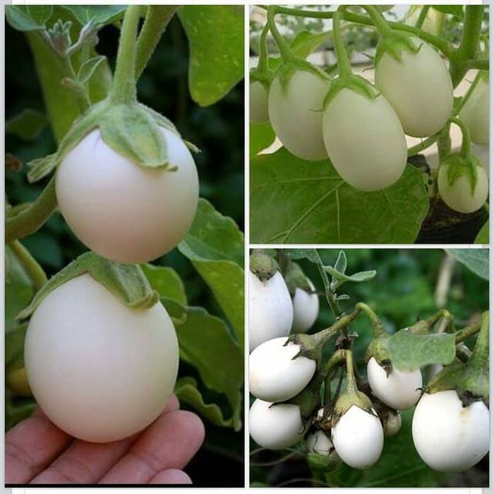 Jual 25 Benih Terong Putih Bulat - Bibit Tanaman Terong Telur Sayuran ...