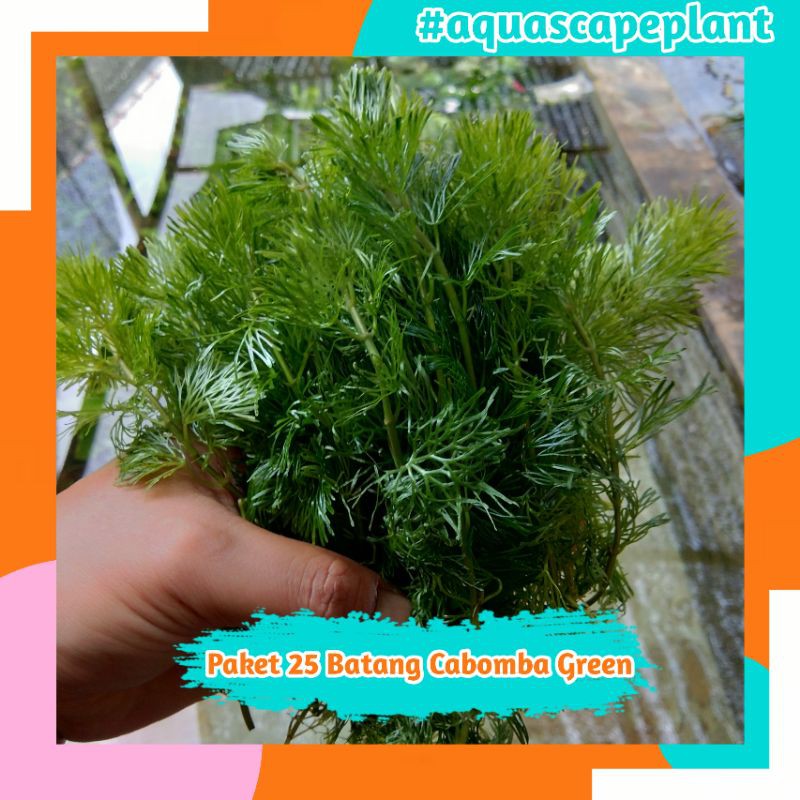 Jual [ Paket 25 Batang ] Kabomba Hijau Tanaman Aquascape - Tanaman Air ...