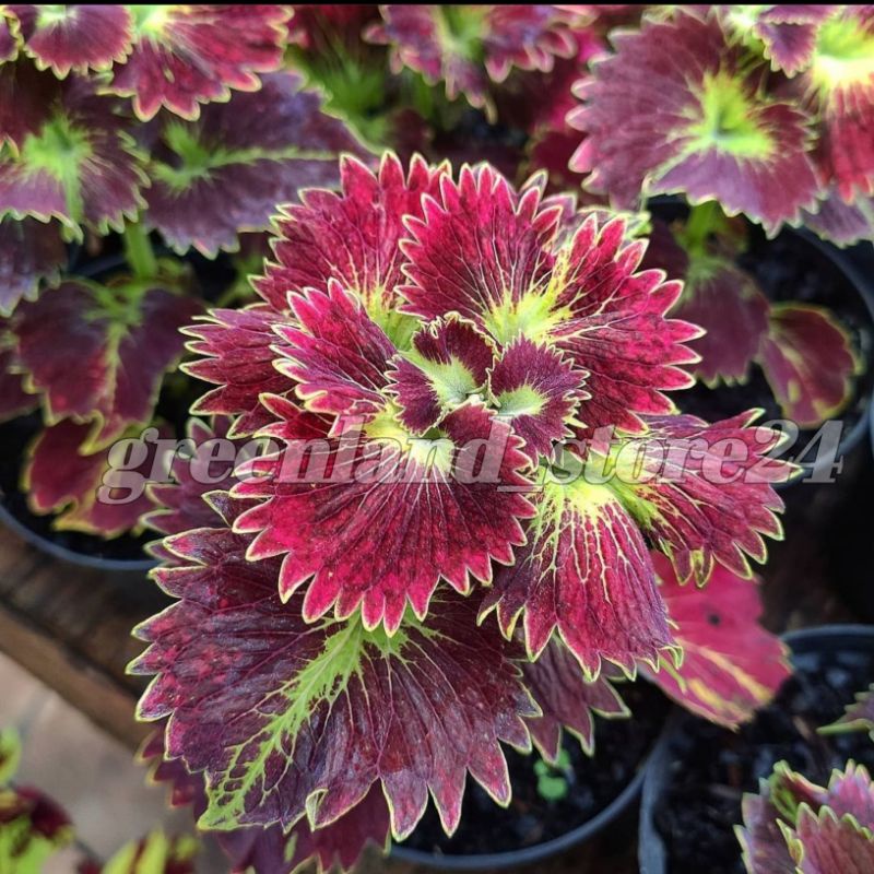 Jual tanaman hias miana - tanaman hias miana keriting merah hijau ...