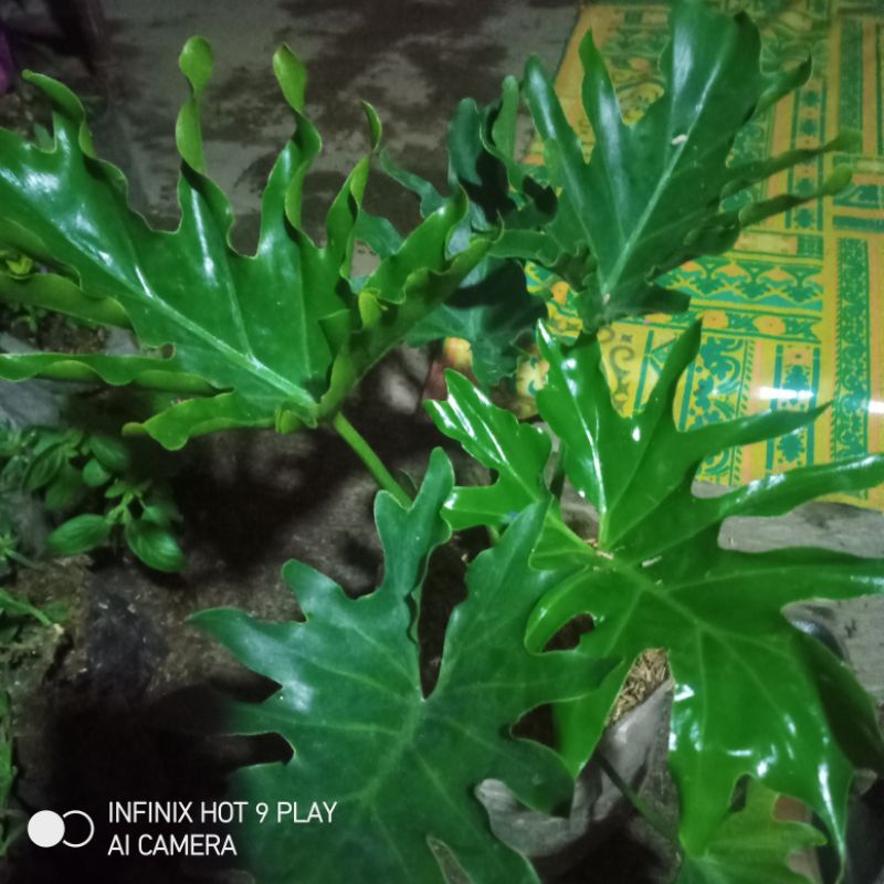 Jual tanaman hias Pilo dendron/Philo dendron | Shopee Indonesia