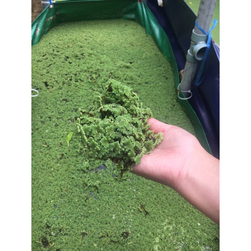 Jual Bibit Azolla Pinata Benih Azola Microphyla Pakan Ikan | Shopee ...