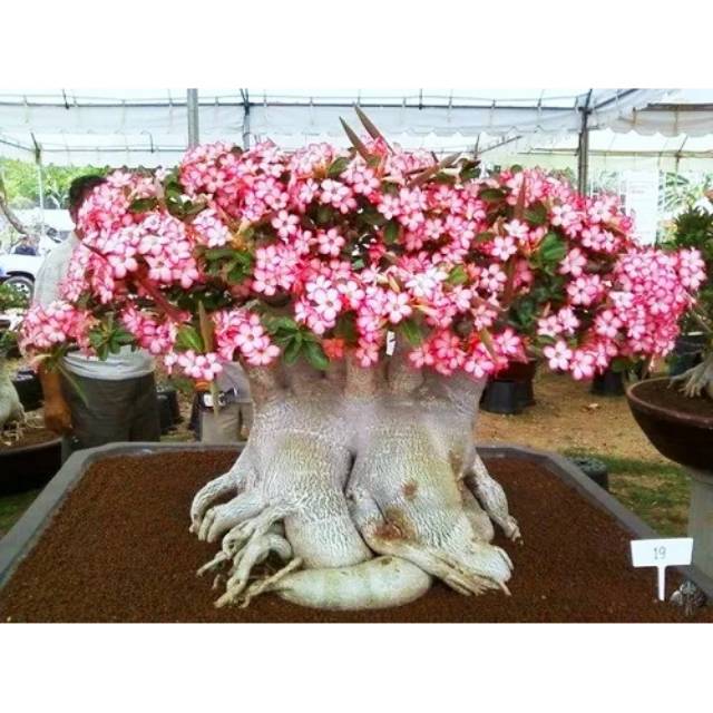 Jual Adenium Arabicum seed / biji Adenium Arabicum | Shopee Indonesia