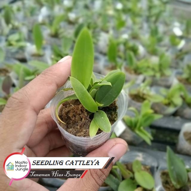 Jual Bibit Tanaman Bunga Anggrek Cattleya Seedling Hybrid Taiwan ...