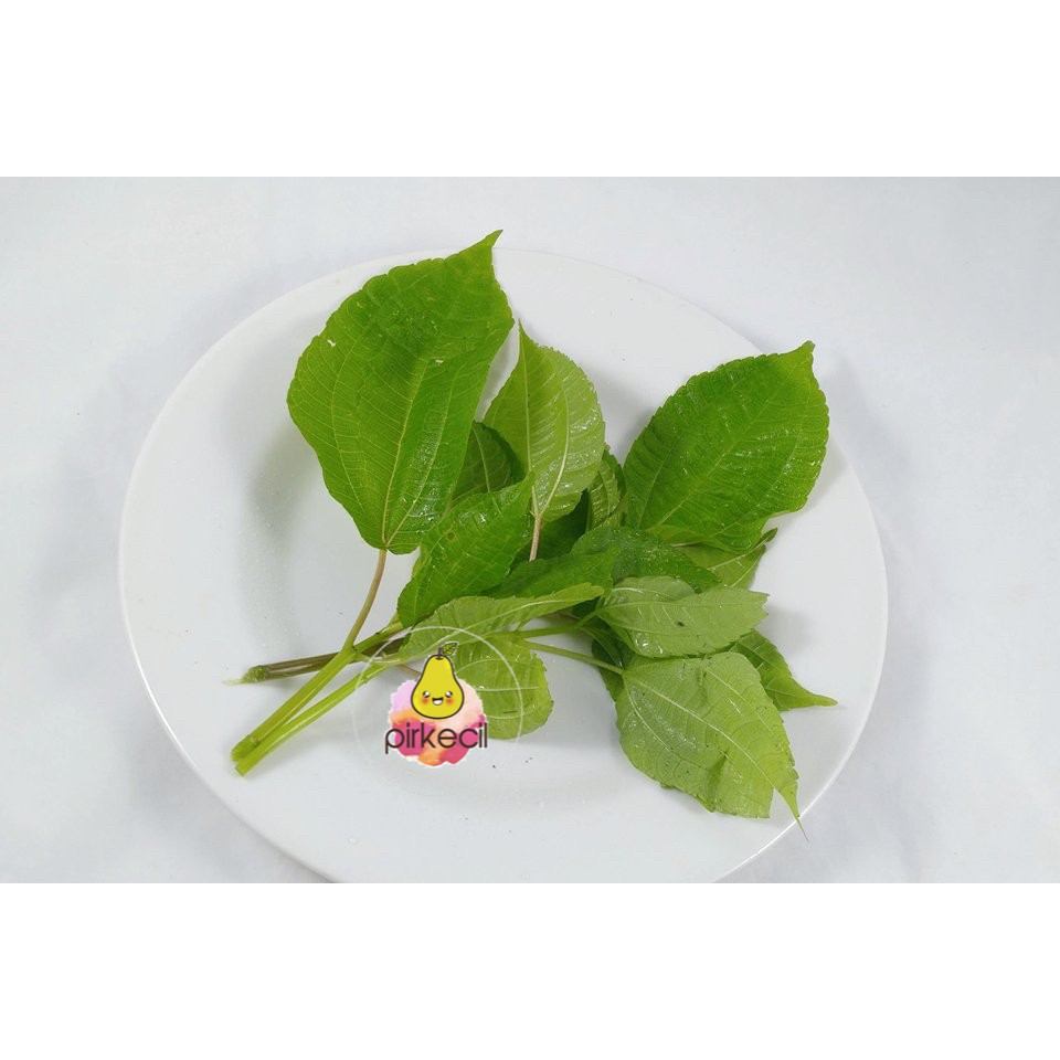 Jual Daun Pohpohan / Lalap Segar 250 gr | Shopee Indonesia