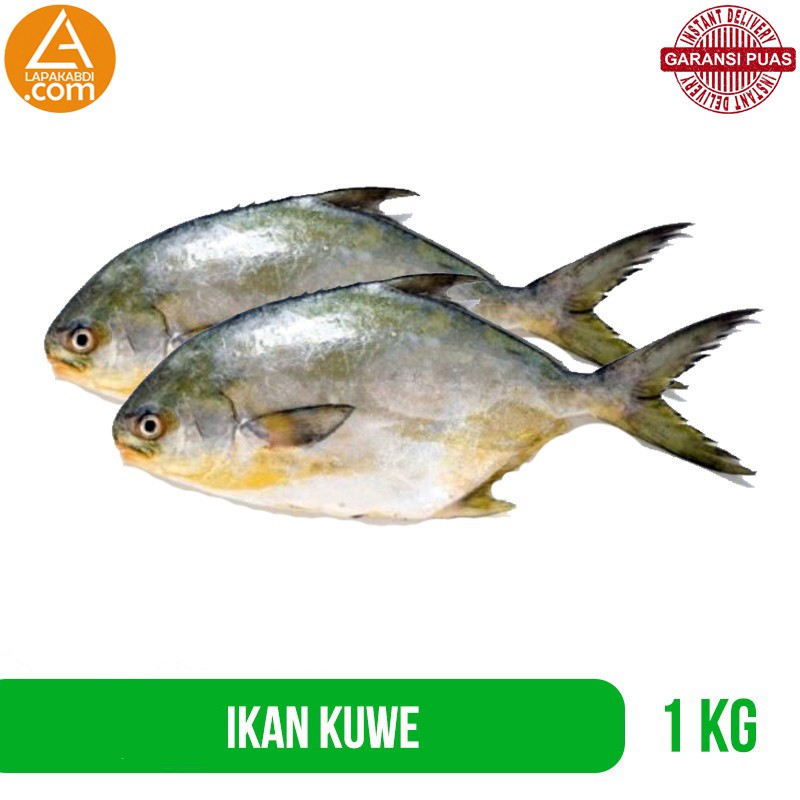 Jual Ikan Kuwe 1 Kg Ikan Laut Seafood Segar Garansi Termurah | Shopee ...