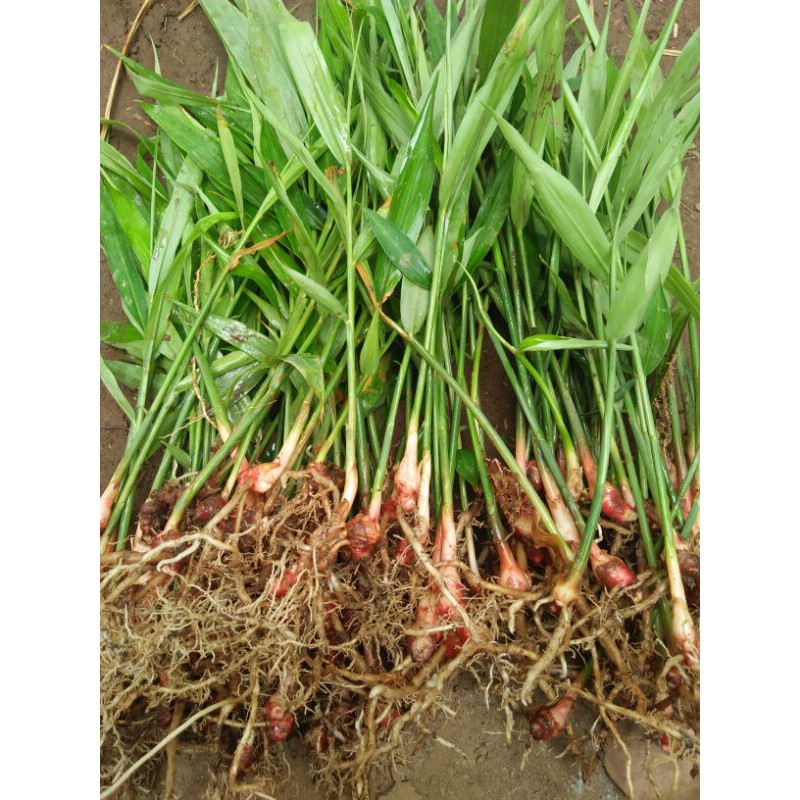Jual Bibit jahe merah super unggul | Shopee Indonesia