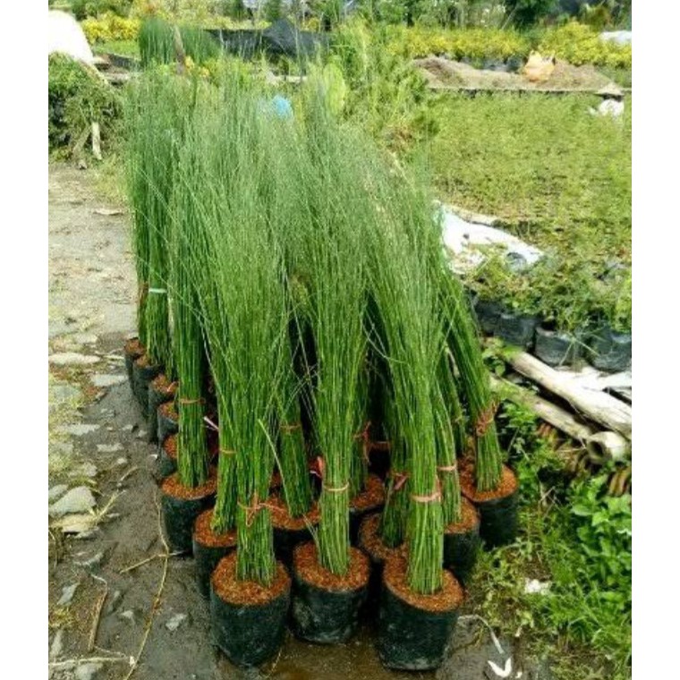 Jual Tanaman Bambu Air / Pohon Lidi Air / Bambu hias | Shopee Indonesia
