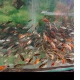 Jual Bibit Ikan Mas Baby isi 30 ekor | Shopee Indonesia