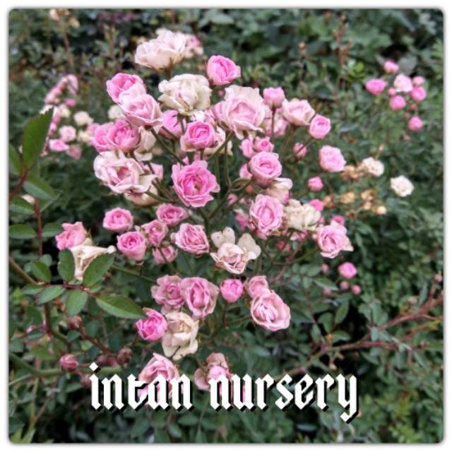 Jual Tanaman Bunga Mawar Mini / Baby Rose Pink ( SUDAH BERBUNGA ...
