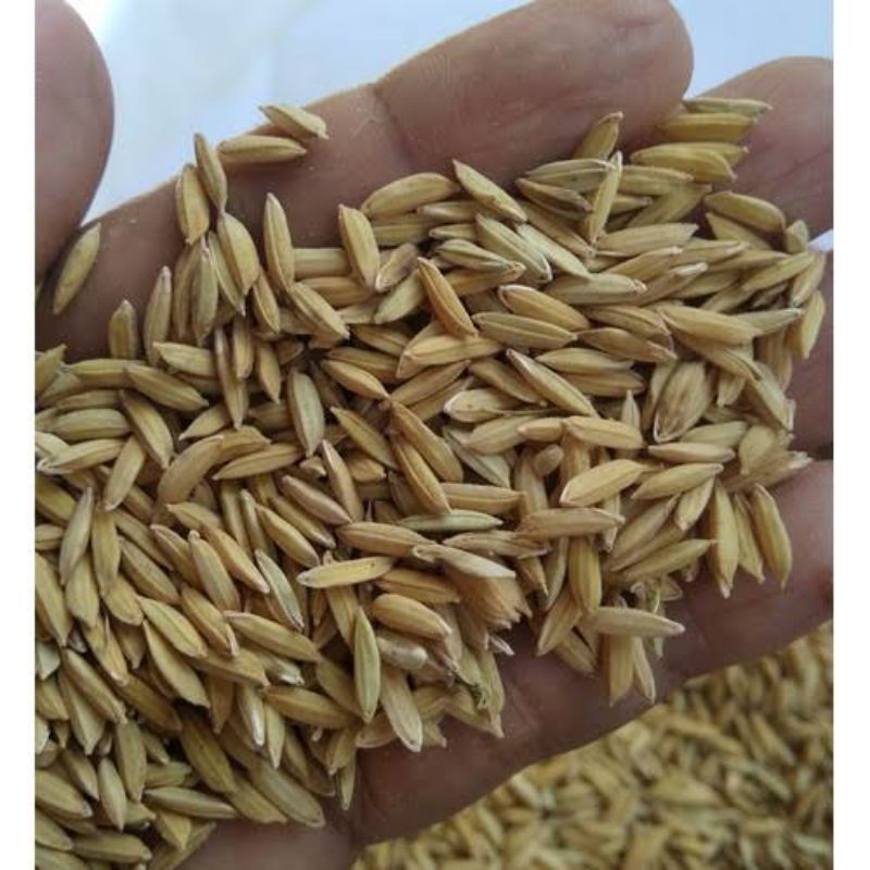 Jual Gabah padi pakan ternak ayam dan burung 1 kg | Shopee Indonesia