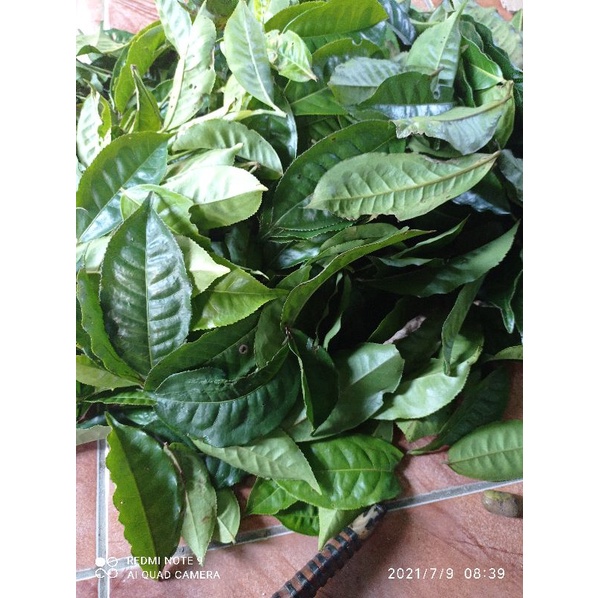 Jual Daun teh segar 500 gram petik langsung order | Shopee Indonesia