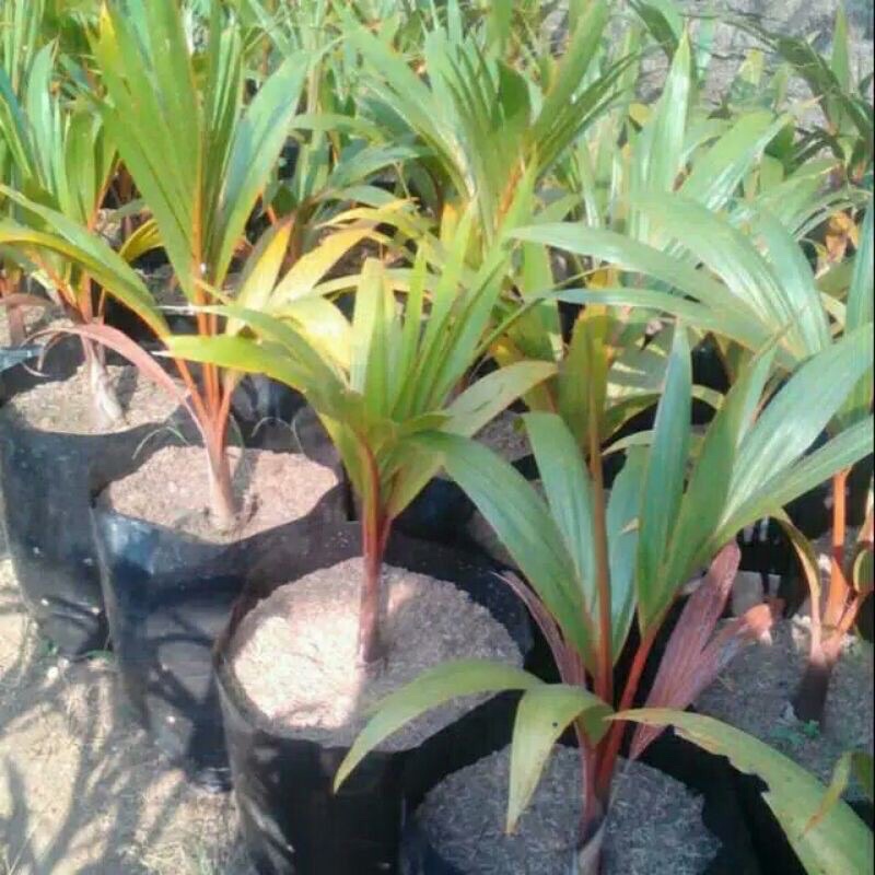 Jual bibit tanaman hias palem botol - palem botol super | Shopee Indonesia