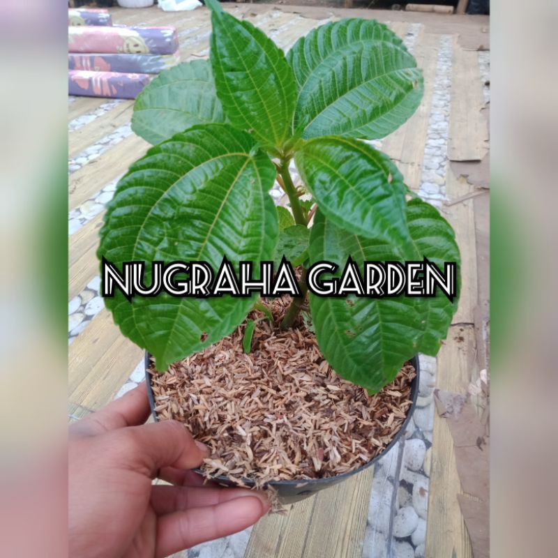 Jual Tanaman sayur lalapan pohpohan | Shopee Indonesia