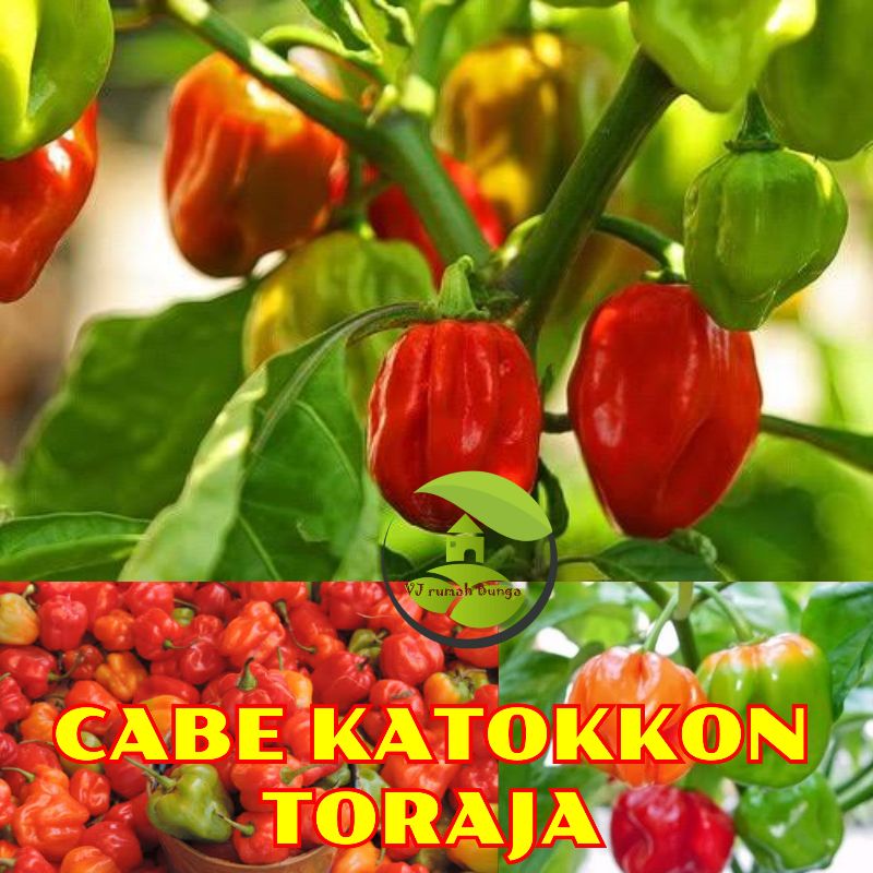 Jual 3biji-Benih Biji Cabai Katokkon Toraja Cabai super pedas Toraja ...