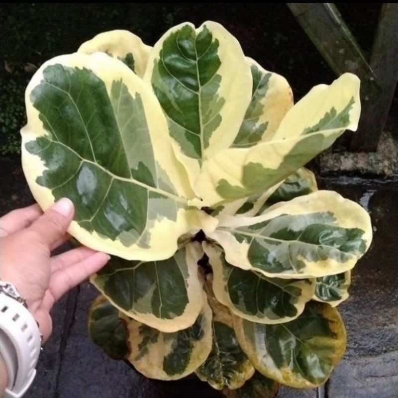 Jual Tanaman Hias Ketapang Biola Variegata - Ketapang Biola Variegata ...
