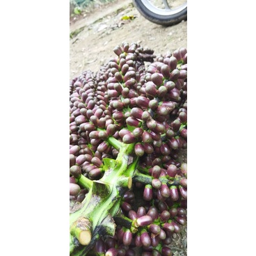 Jual Putik buah aren atau bunga aren segar 1 kg | Shopee Indonesia