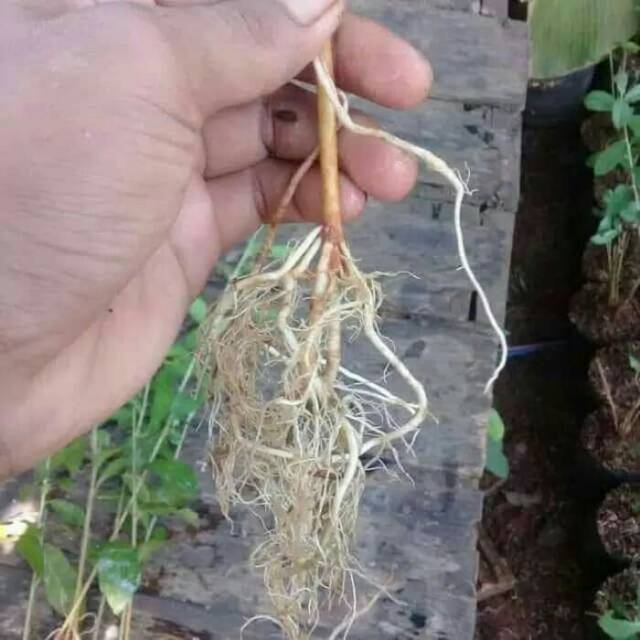 Jual Tanaman lee kwan yew/li kwan yu perbatang | Shopee Indonesia