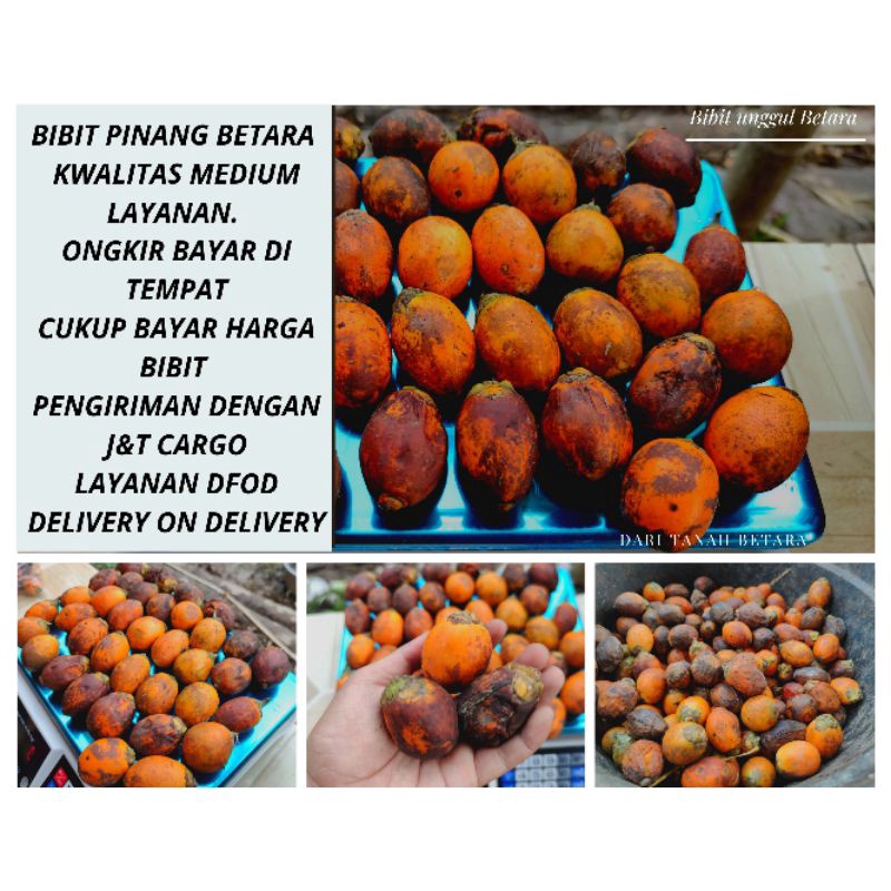 Jual Bibit Pinang Betara Medium Ongkir Bayar Di Tempat | Shopee Indonesia