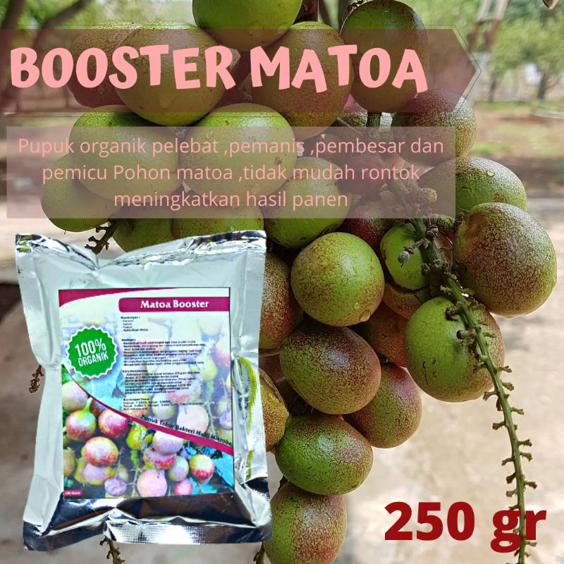 Jual Pupuk Organik Perangsang Matoa Anti Rontok,Booster Pelebat Matoa Agar Cepat Berbuah Lebat ...