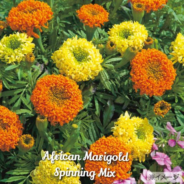 Jual African Marigold Spinning Mix | Shopee Indonesia