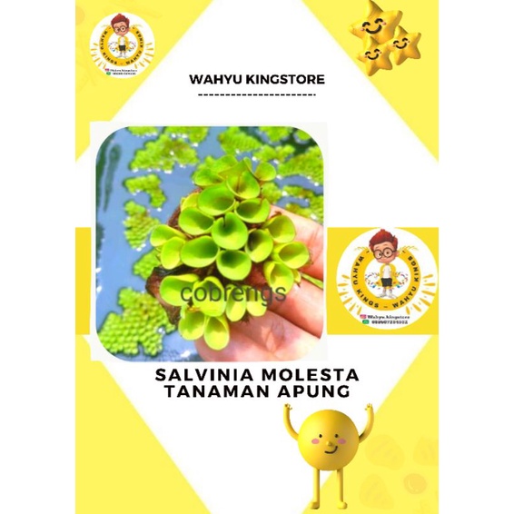 Jual Tanaman Air Apung / Air SALVINIA MOLESTA Batam | Shopee Indonesia