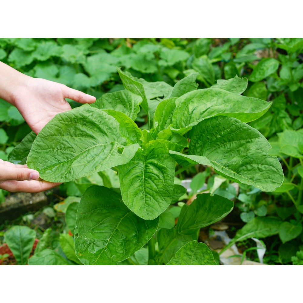 Jual 1000 Biji - Benih bayam PETIK, daun lebih lebar, berumur panjang ...