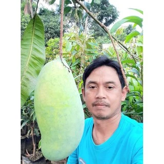 Jual mangga mahatir jumbo Harga Terbaik & Termurah Mei 2024 | Shopee Indonesia