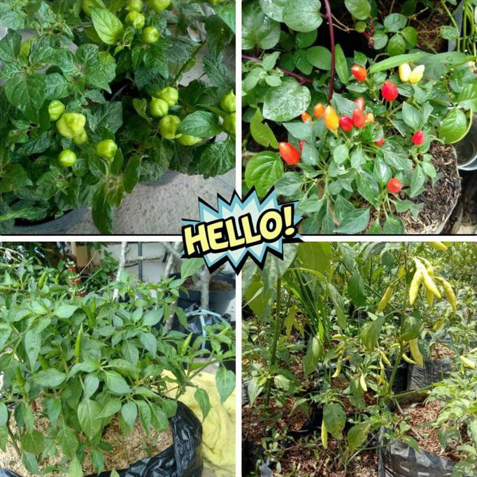 Jual Pkt Cabe 4( Paprika,Rawit Ijo,Rawit Setan,Rawit Rainbow) | Shopee ...