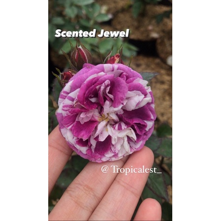 Jual MAWAR IMPORT SCENTED JEWEL (WANGI) | Shopee Indonesia