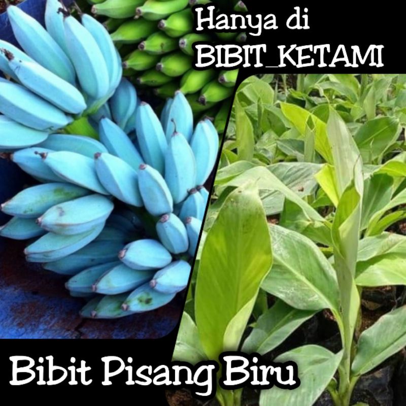 Jual Bibit Pisang Biru BLUE JAVA BANANA - Kategori Standart (ORIGINAL ...