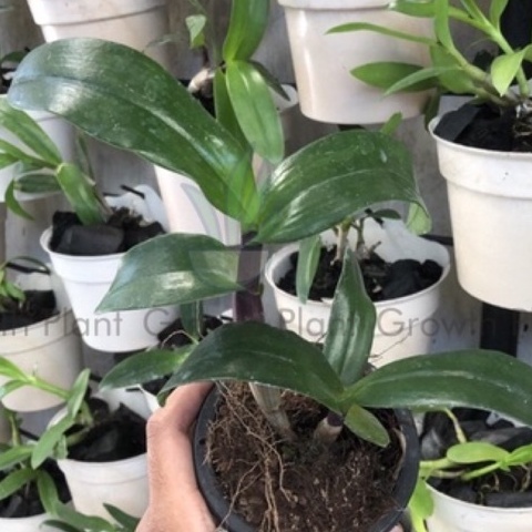 Jual DENDROBIUM BULAT HYBRID REMAJA RASA DEWASA | Shopee Indonesia