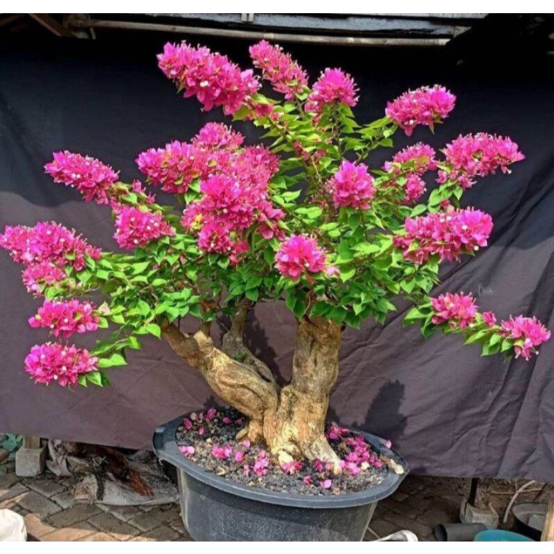 Jual Bibit Bonsai Bugenpil Singapore Bunga Ungu Shopee Indonesia