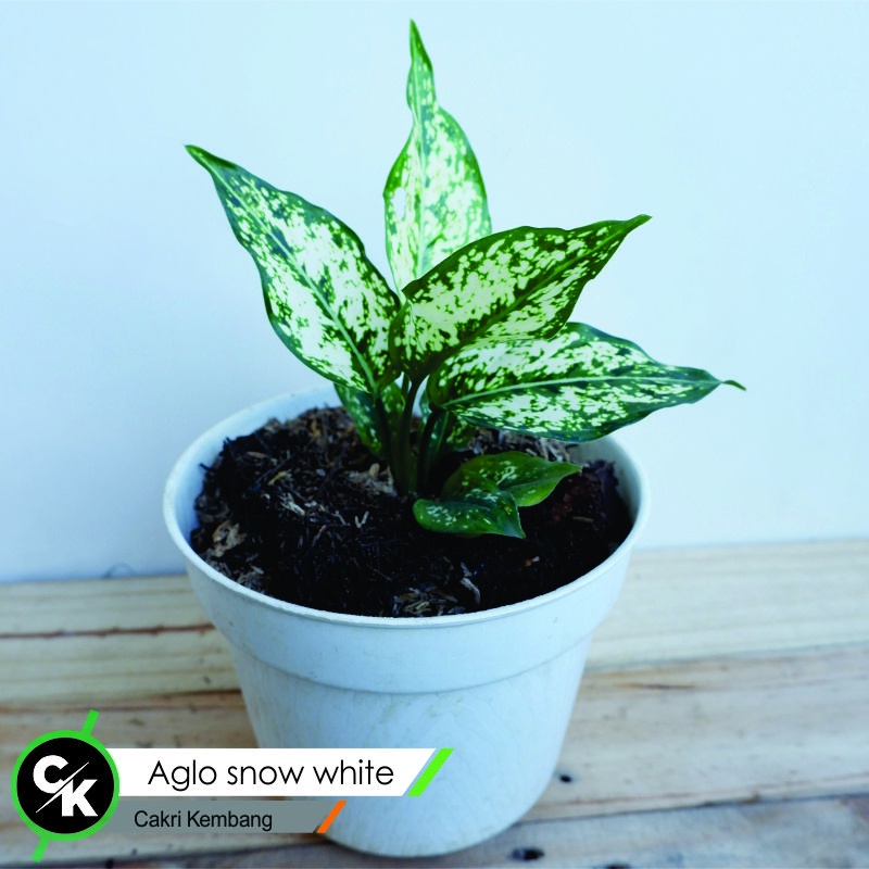 Jual Bibit aglo snow white (chinnese avergreen)- Tanaman Hias Bunga ...