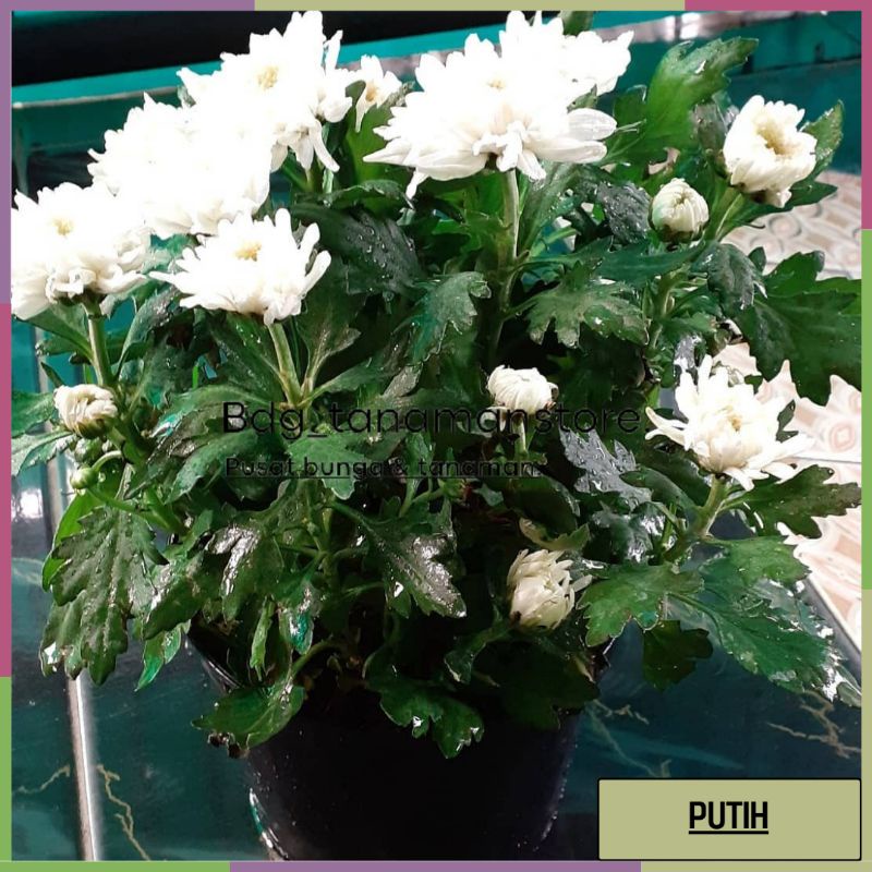Jual TANAMAN BUNGA KRISAN SERUNI ASTER BERBUNGA CANTIK | Shopee Indonesia