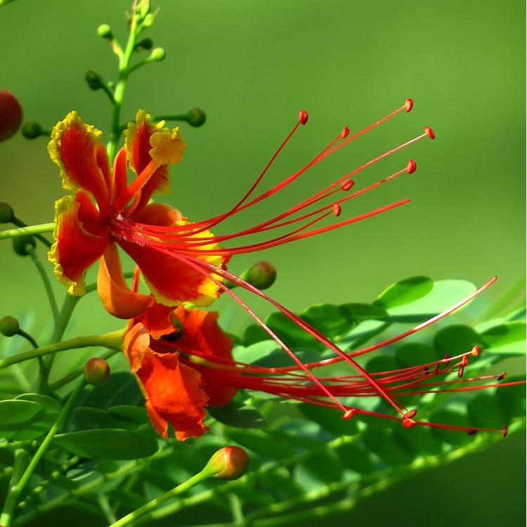 Jual 6 Biji Benih Bunga Peacock Flower Kembang Merak Caesalpinia ...