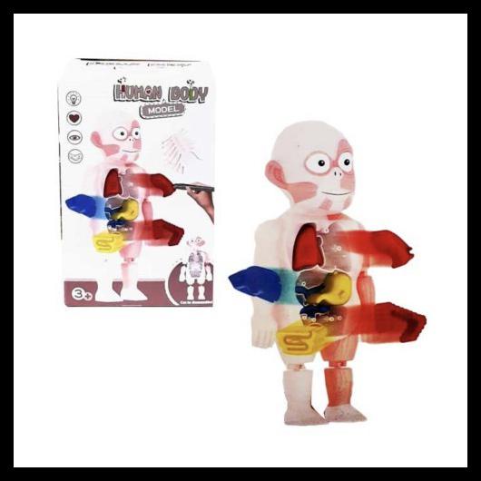 Jual Mainan Anak Edukasi - Human Body Model - Anatomi Tubuh Manusia | Shopee Indonesia