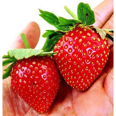Jual Bibit Stroberry Giant (Strawberry Import) | Shopee Indonesia