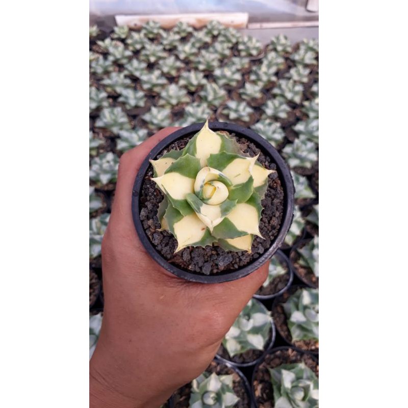 Jual AGAVE ohiraijin variegata yellow | Shopee Indonesia