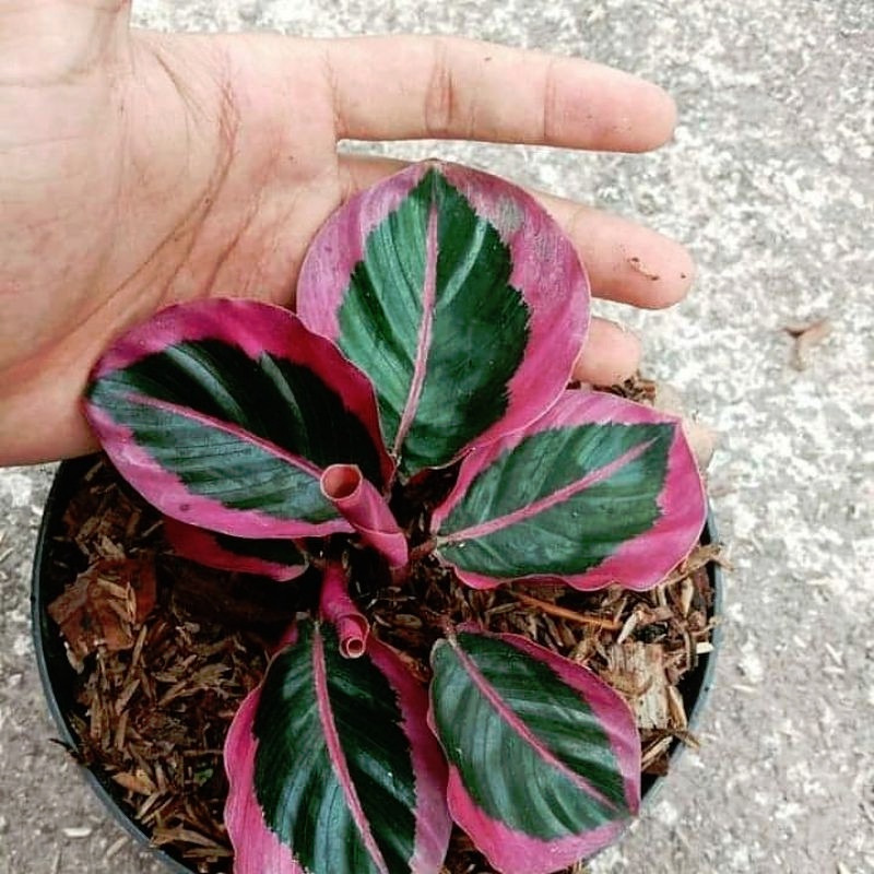 Jual calathea cyntia | Shopee Indonesia
