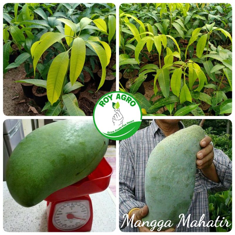 Jual Bibit Mangga Mahathir | Shopee Indonesia Jual Bibit Mangga Mahathir | Shopee Indonesia