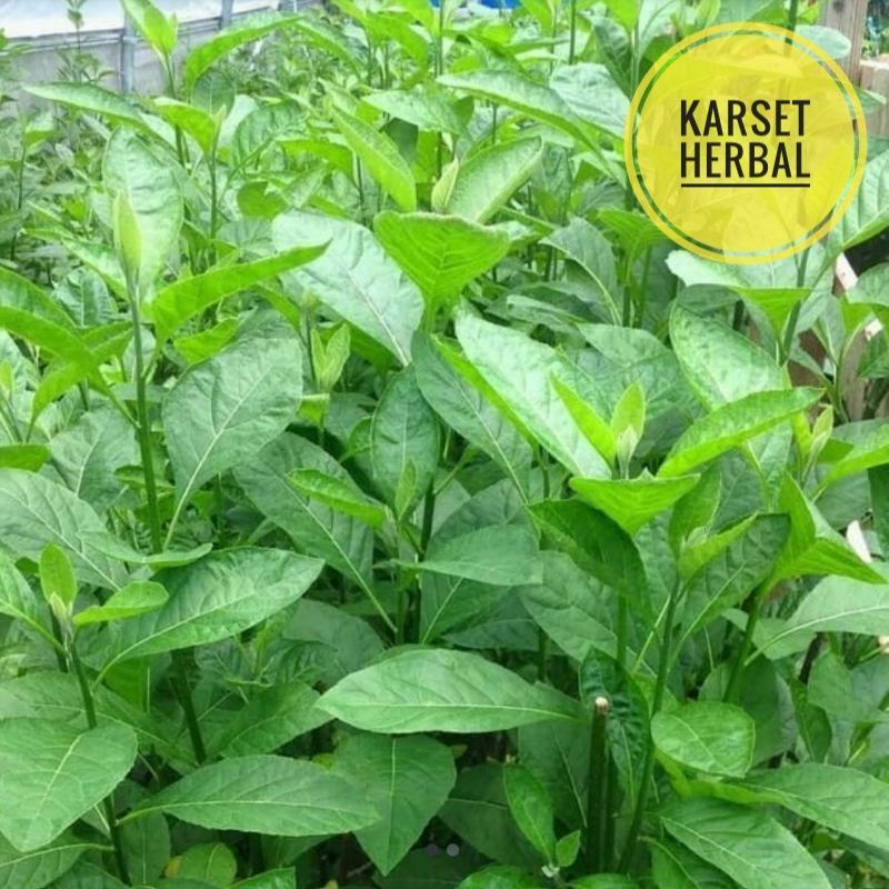 Jual Daun Afrika Segar | sambung nyawa segar | DAUN KLOROFIL | Shopee ...