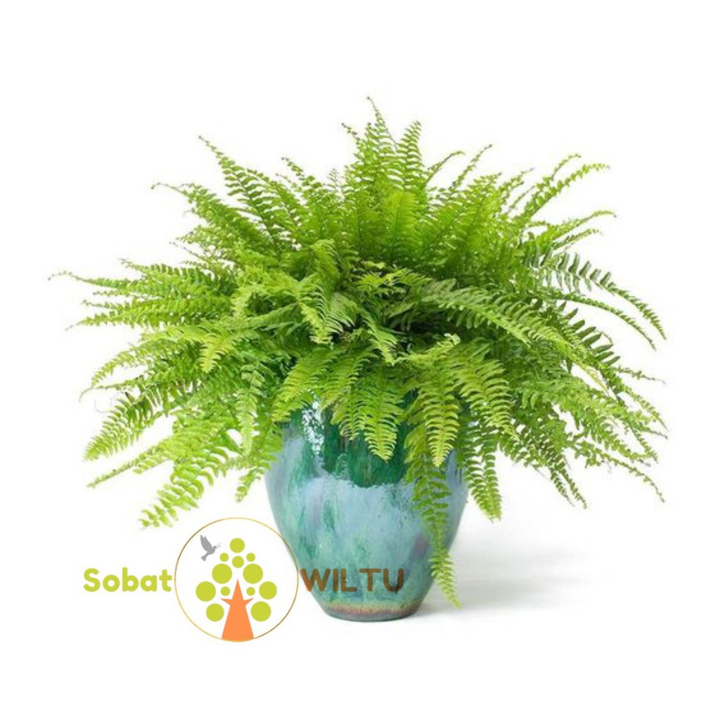 Jual Tanaman Hias Pakis Kelabang - Kimberly Queen Fern-tanaman paku ...