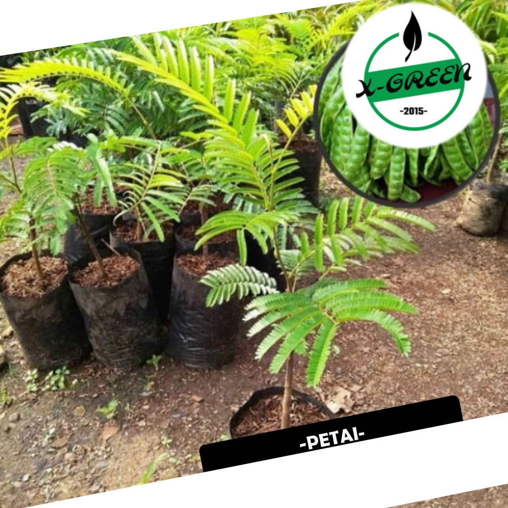 Jual Tanaman Pete, Petai Genjah - (X-Green) | Shopee Indonesia