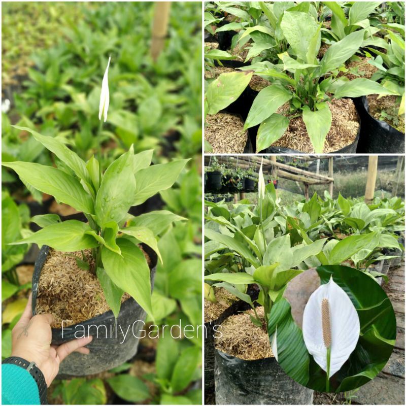 Jual Tanaman Hias Bunga Spatufilum / Piece Lily Besar Kuncup | Shopee ...