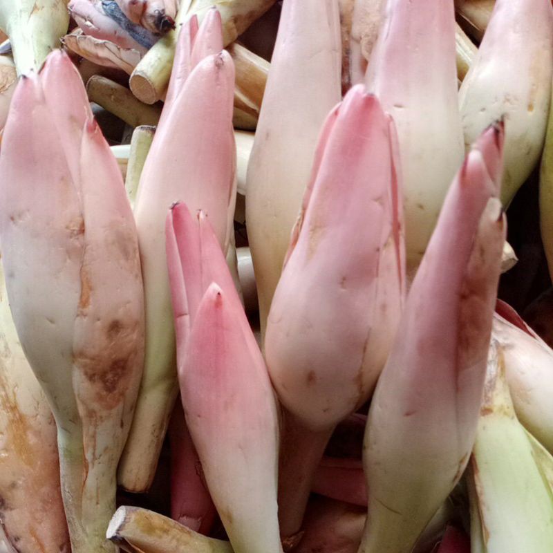 Jual Kincung/Kecombrang 1 biji/100 gram | Shopee Indonesia